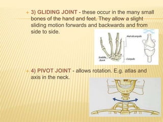 Lecture 6: Skeleton, bones, joints, muscle, heart | PPTX