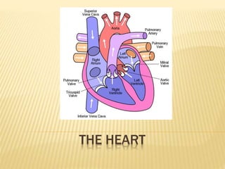 Lecture 6: Skeleton, bones, joints, muscle, heart | PPTX