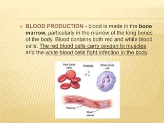 Lecture 6: Skeleton, bones, joints, muscle, heart | PPTX