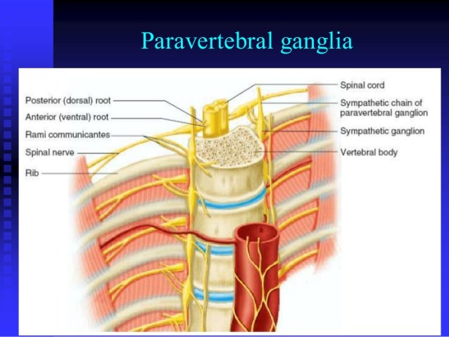 PHYSIOLOGY OF AUTONOMIC NERVOUS SYSTEM