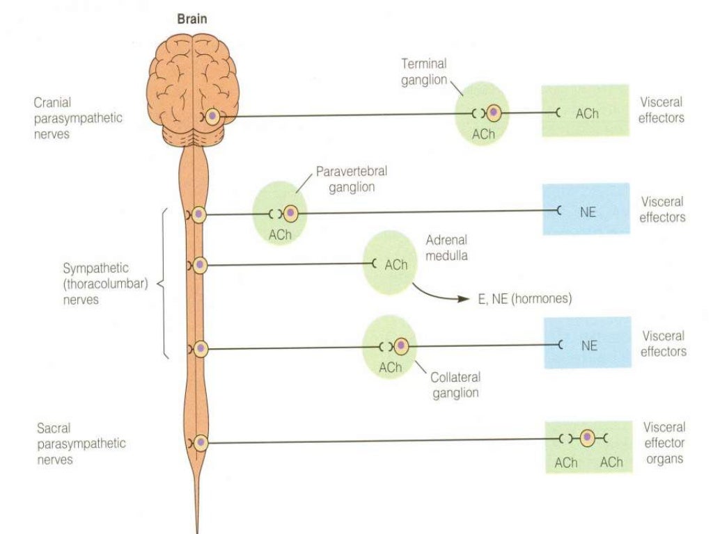 PHYSIOLOGY OF AUTONOMIC NERVOUS SYSTEM