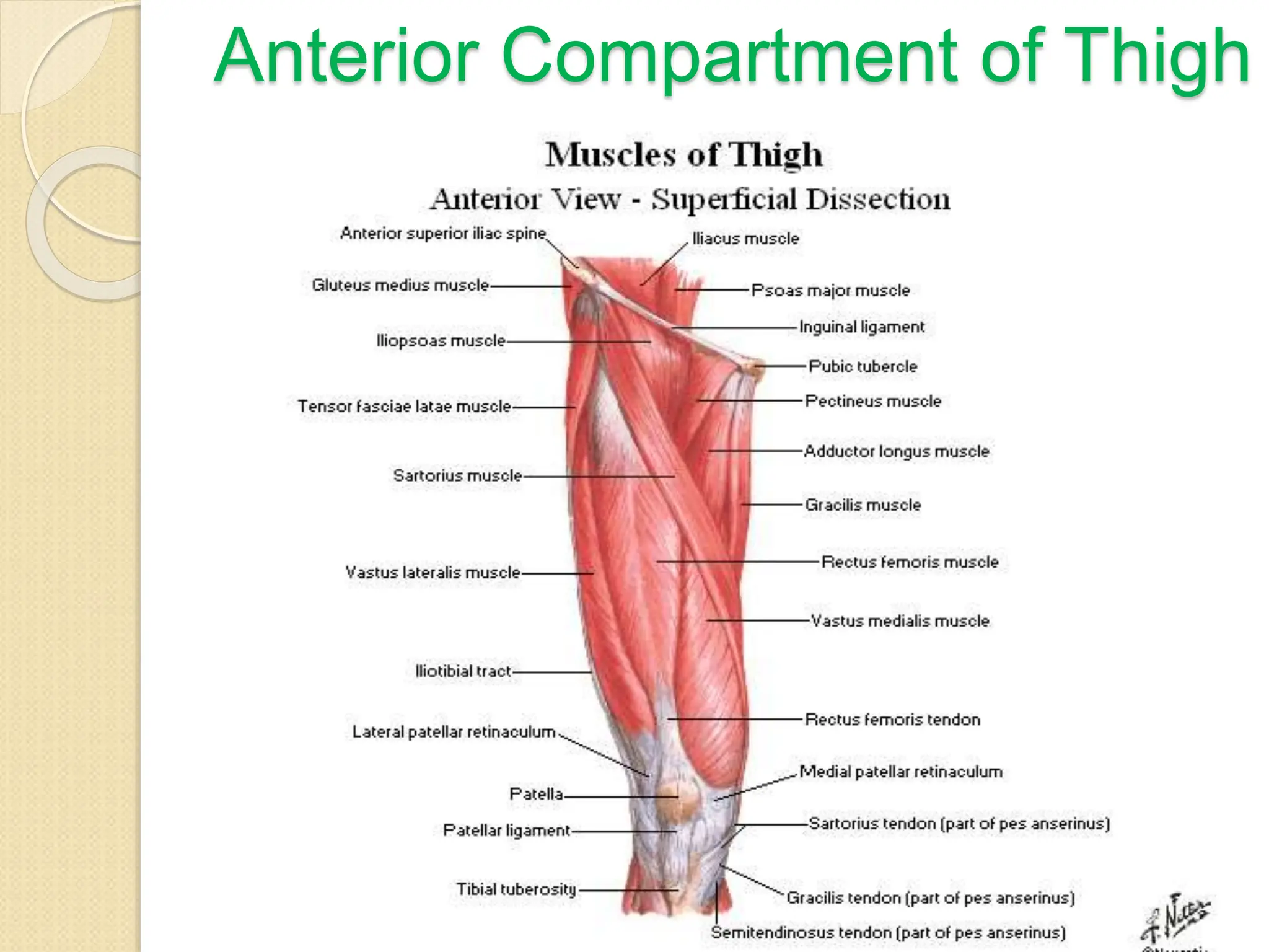 LECTURE 6 Anterior compartment of thigh.ppt