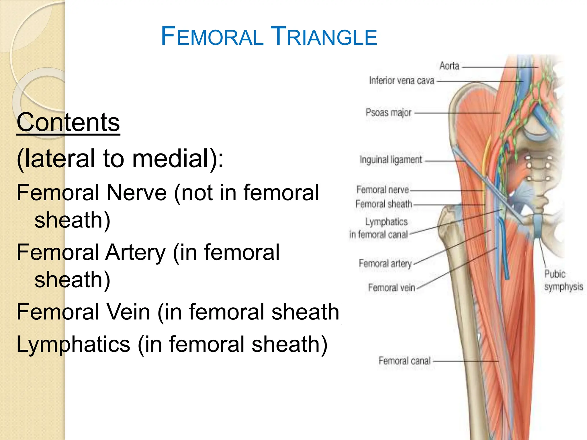 LECTURE 6 Anterior compartment of thigh.ppt