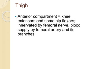 LECTURE 6 Anterior compartment of thigh.ppt