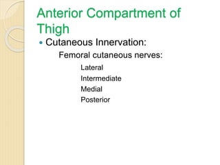 LECTURE 6 Anterior compartment of thigh.ppt