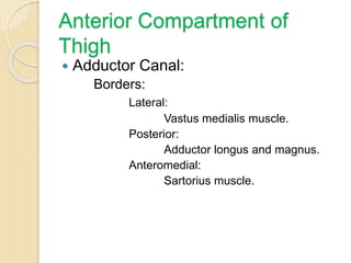 LECTURE 6 Anterior compartment of thigh.ppt