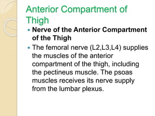 LECTURE 6 Anterior compartment of thigh.ppt