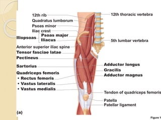 LECTURE 6 Anterior compartment of thigh.ppt