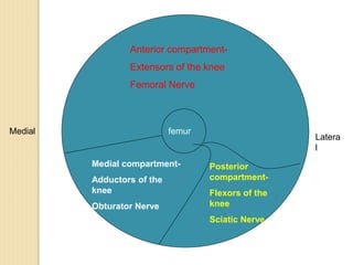 LECTURE 6 Anterior compartment of thigh.ppt