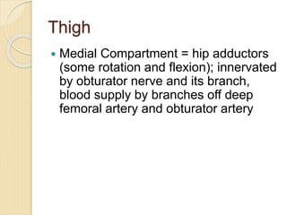LECTURE 6 Anterior compartment of thigh.ppt
