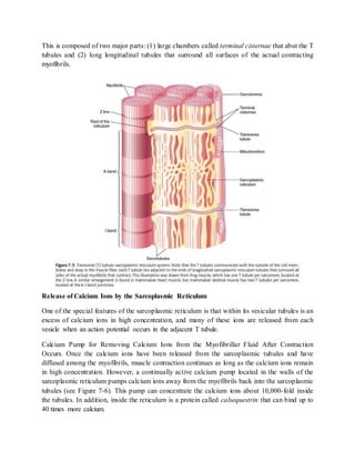 lecture 6a physio.docx
