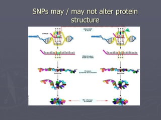 Lecture6b sn ps | PPT