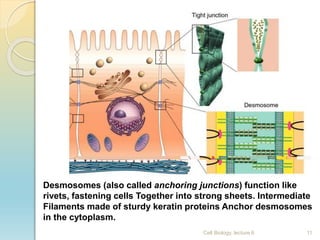 Lecture 6 Biological Membranes.pptx