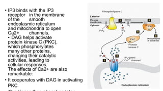 Lecture 6 cell comunication and signal transduction.pdf
