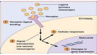 Lecture 6 cell comunication and signal transduction.pdf