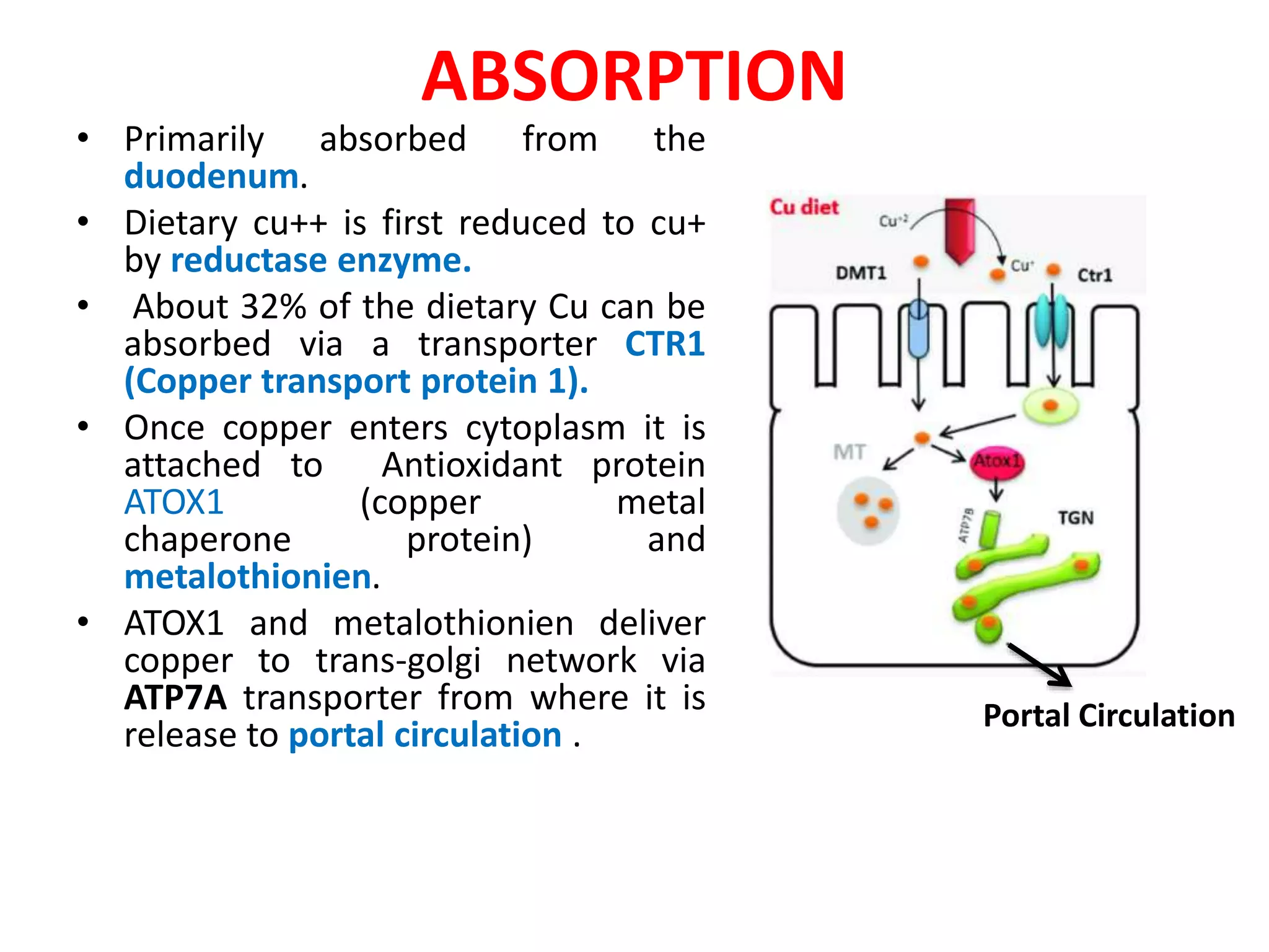 lecture 6 copper.pptx