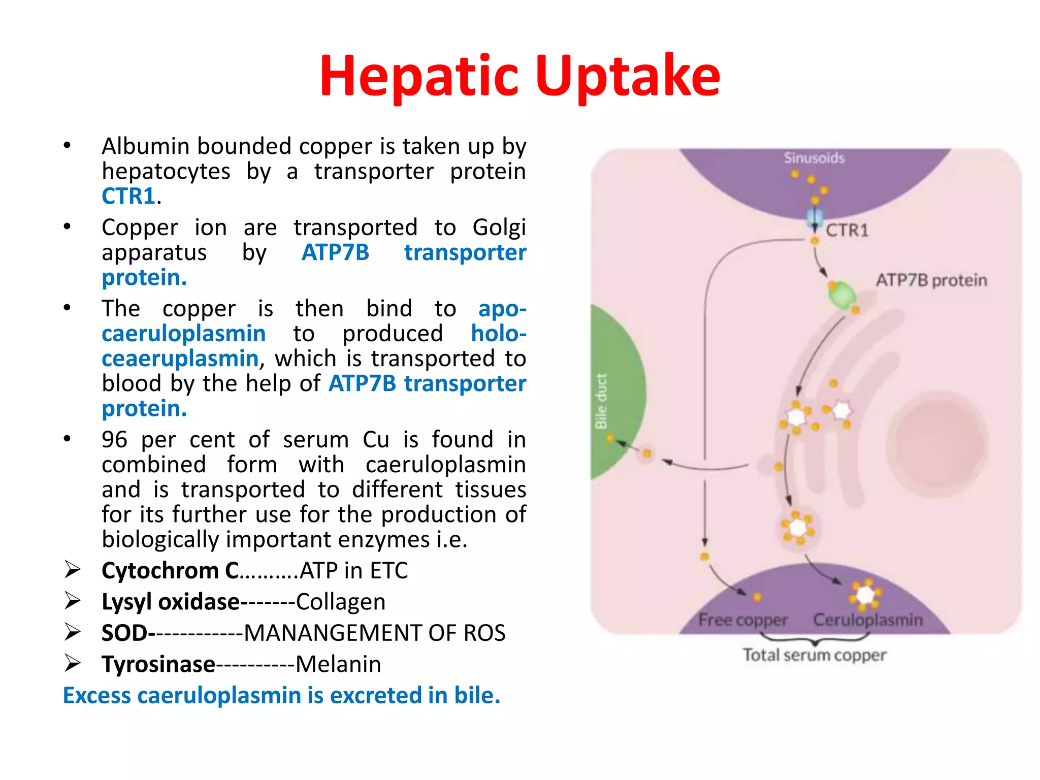lecture 6 copper.pptx