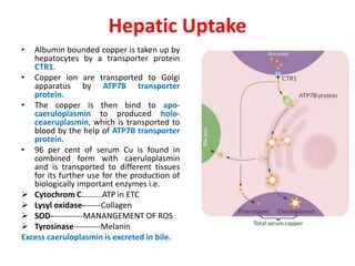 lecture 6 copper.pptx