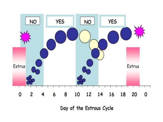 Lecture 6 estrus synchronization | PDF