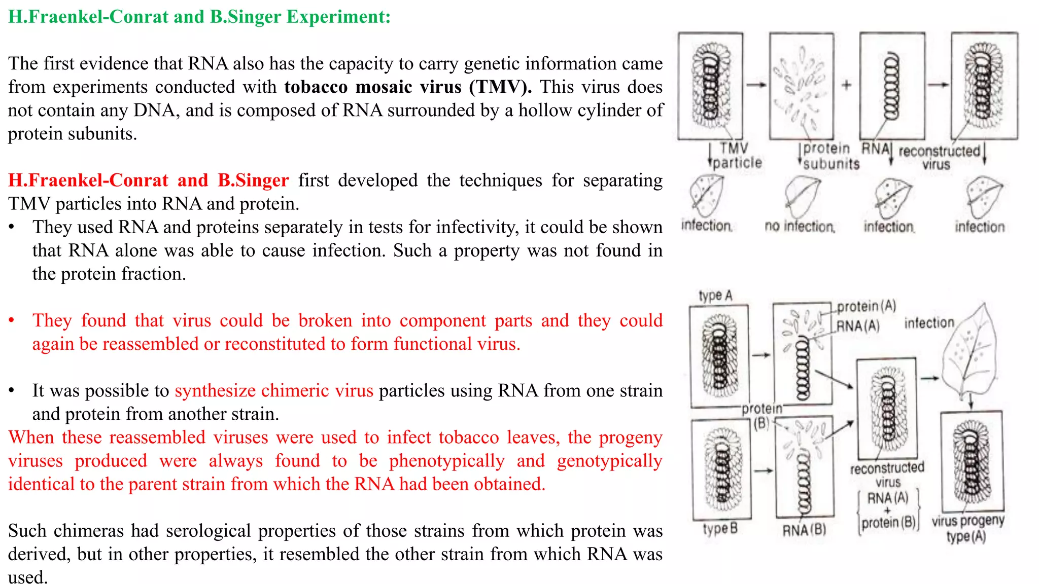 Experimental evidence to Prove RNA as genetic material | PDF
