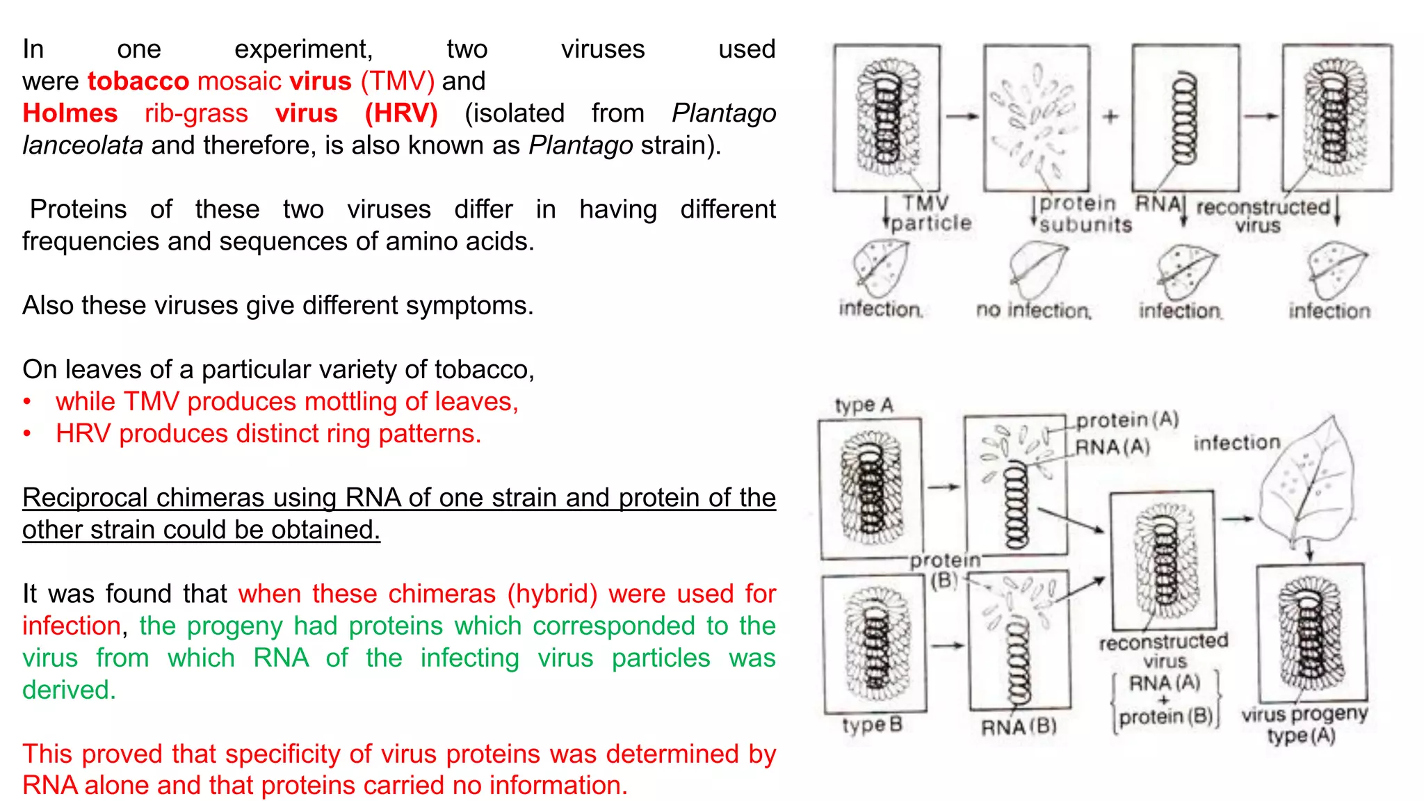 Experimental evidence to Prove RNA as genetic material | PDF