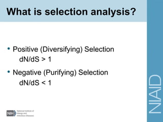 Selection analysis using HyPhy | PPTX