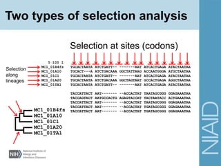 Selection analysis using HyPhy | PPTX