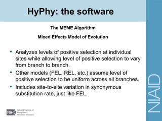 Selection analysis using HyPhy | PPTX