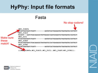 Selection analysis using HyPhy | PPTX