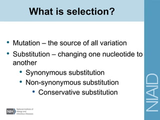 Selection analysis using HyPhy | PPTX