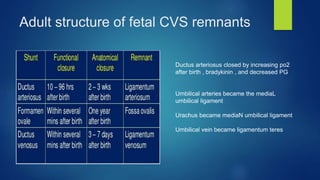 Lecture 6 Fetal physiology and normal growth | PPTX