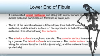 Lecture 6 fibula bone | PPTX