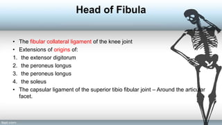 Lecture 6 fibula bone | PPTX