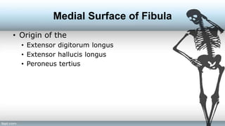 Lecture 6 fibula bone | PPTX