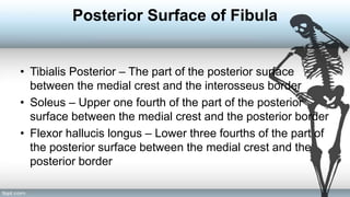Lecture 6 fibula bone | PPTX