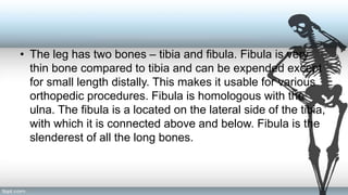 Lecture 6 fibula bone | PPTX