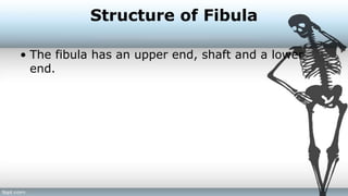 Lecture 6 fibula bone | PPTX