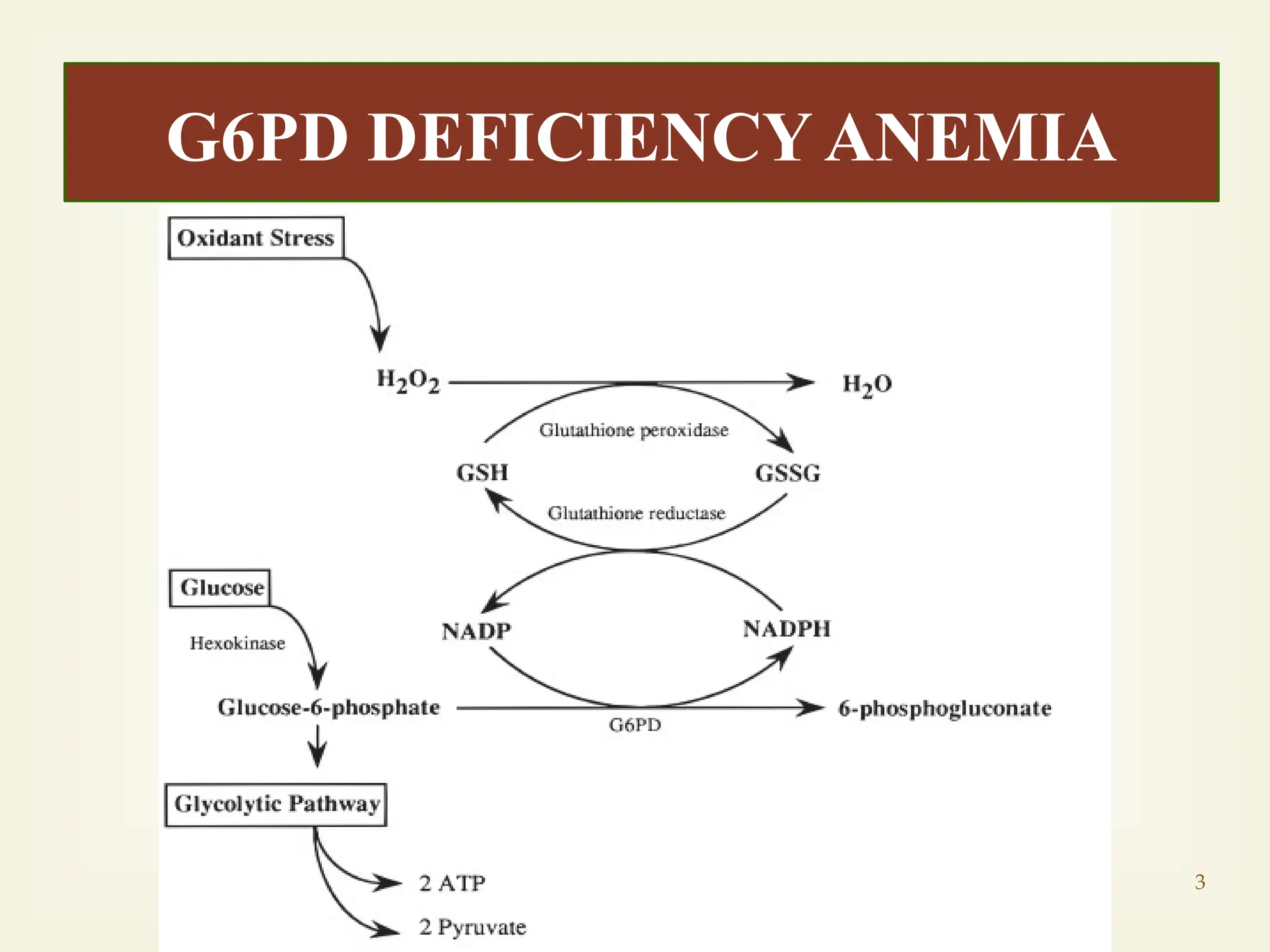 Lecture 6 G6PD deficiency anemia .pccccptx | PPTX