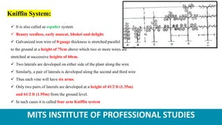 Cultivation of Grape | PPTX