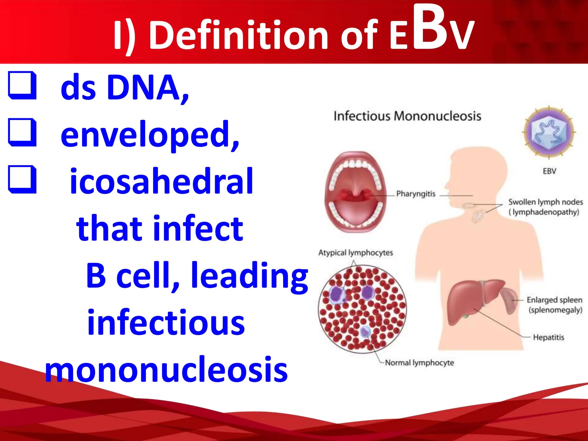 __Lecture 6 Herpesviridae part2 (1).pptx