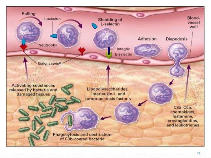 Lecture 6 inflammation.pptx