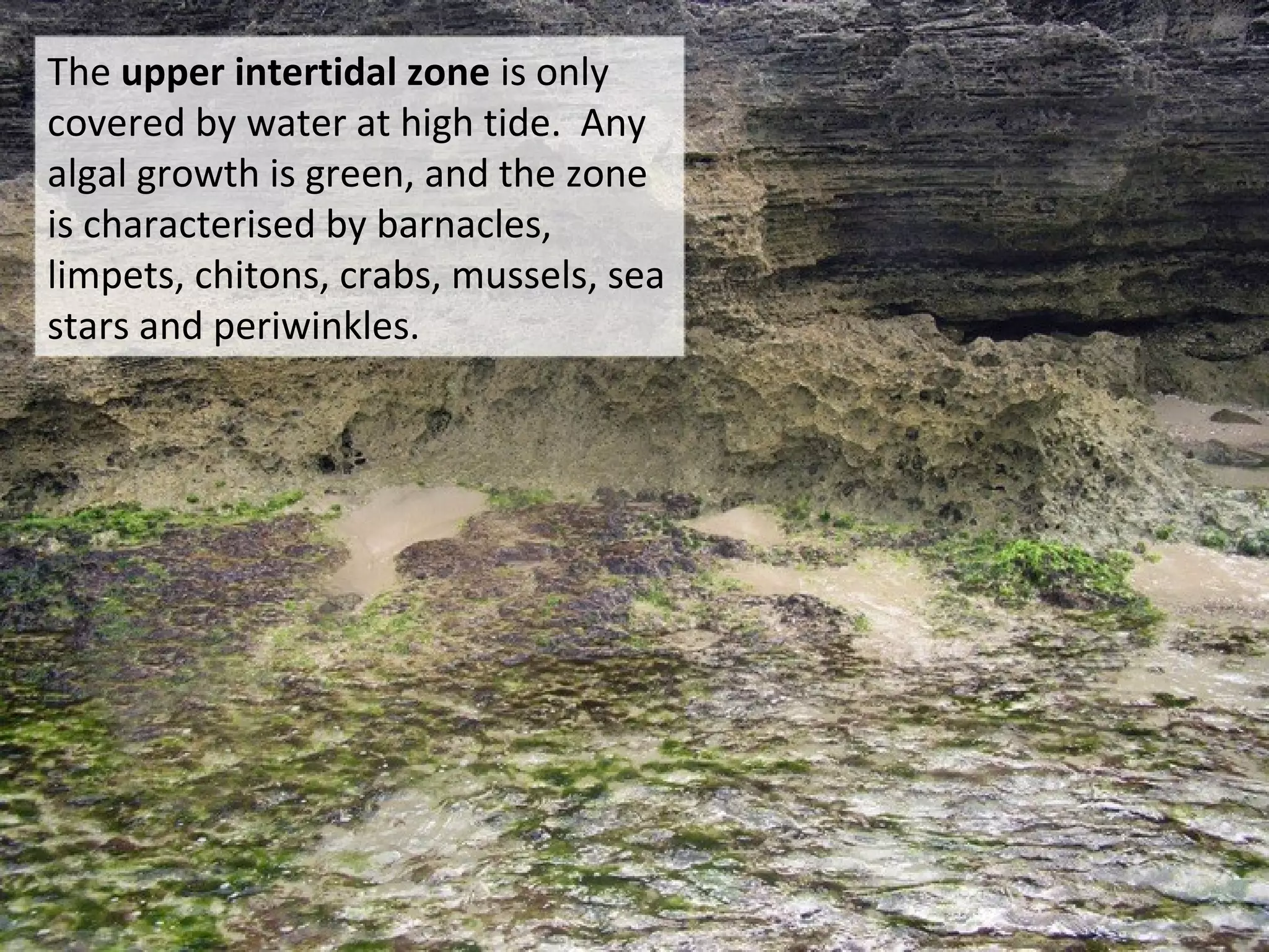 Lecture 6 Intertidal Zones | PPT