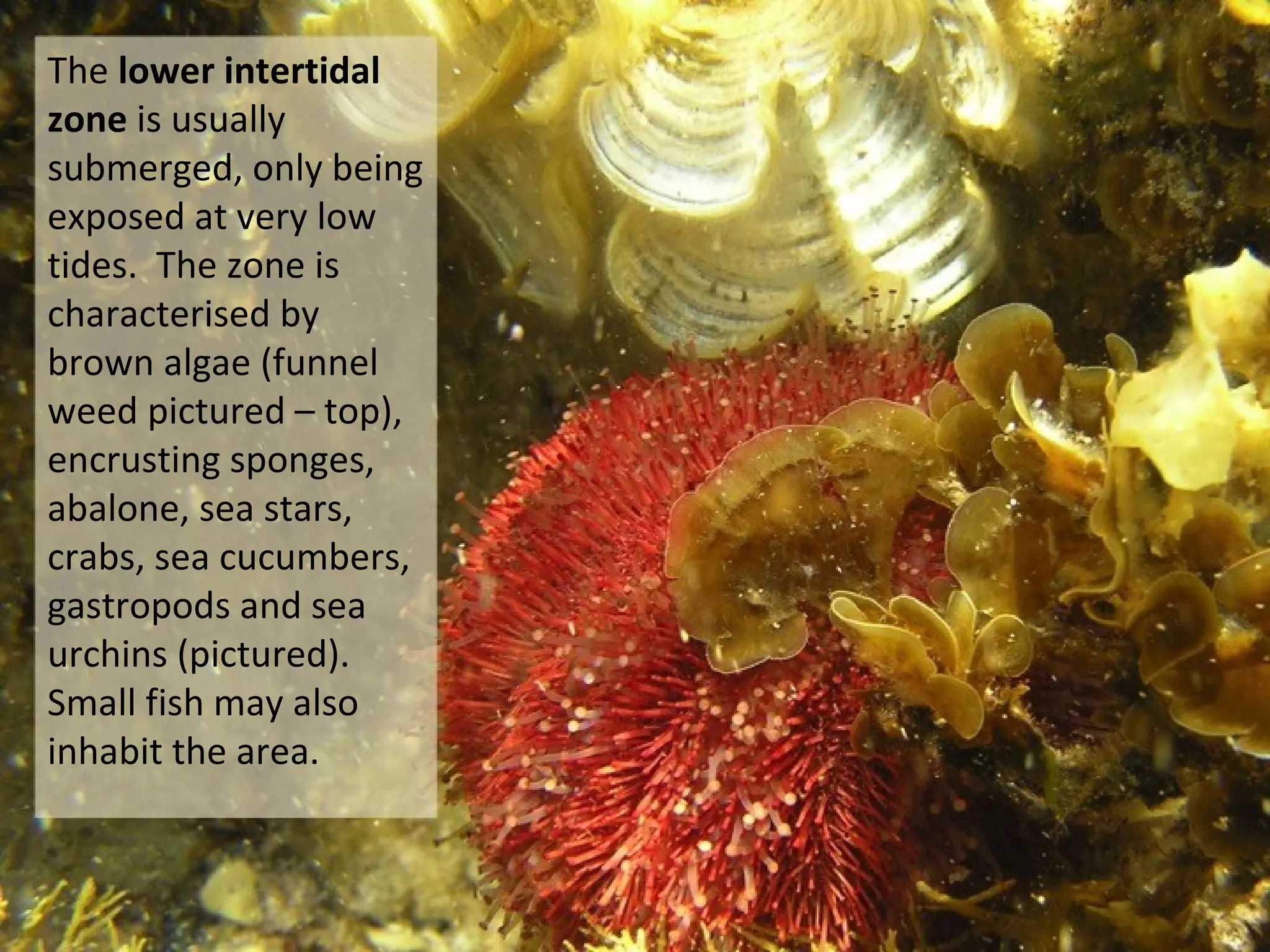 Lecture 6 Intertidal Zones | PPT