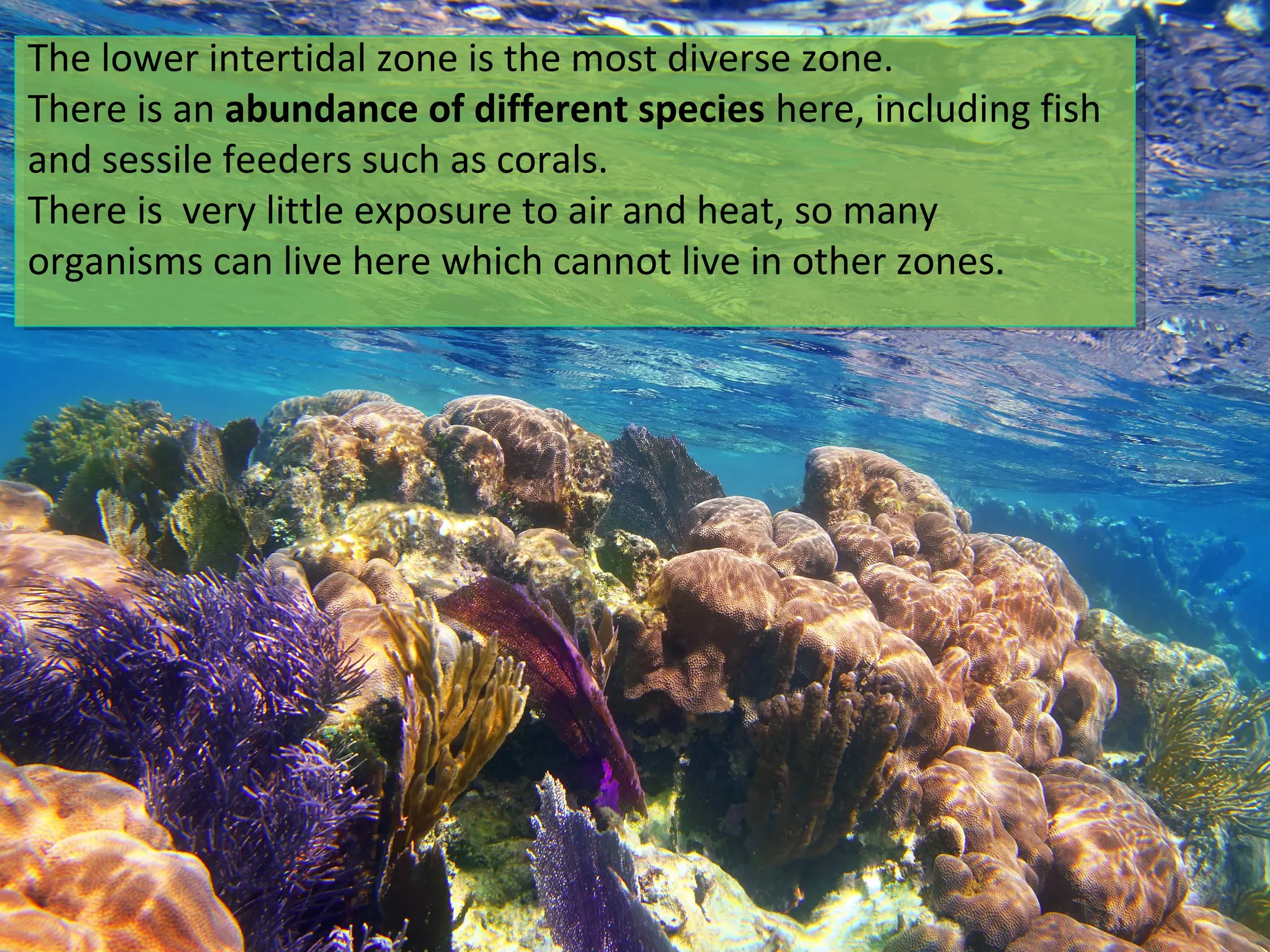 Lecture 6 Intertidal Zones | PPT