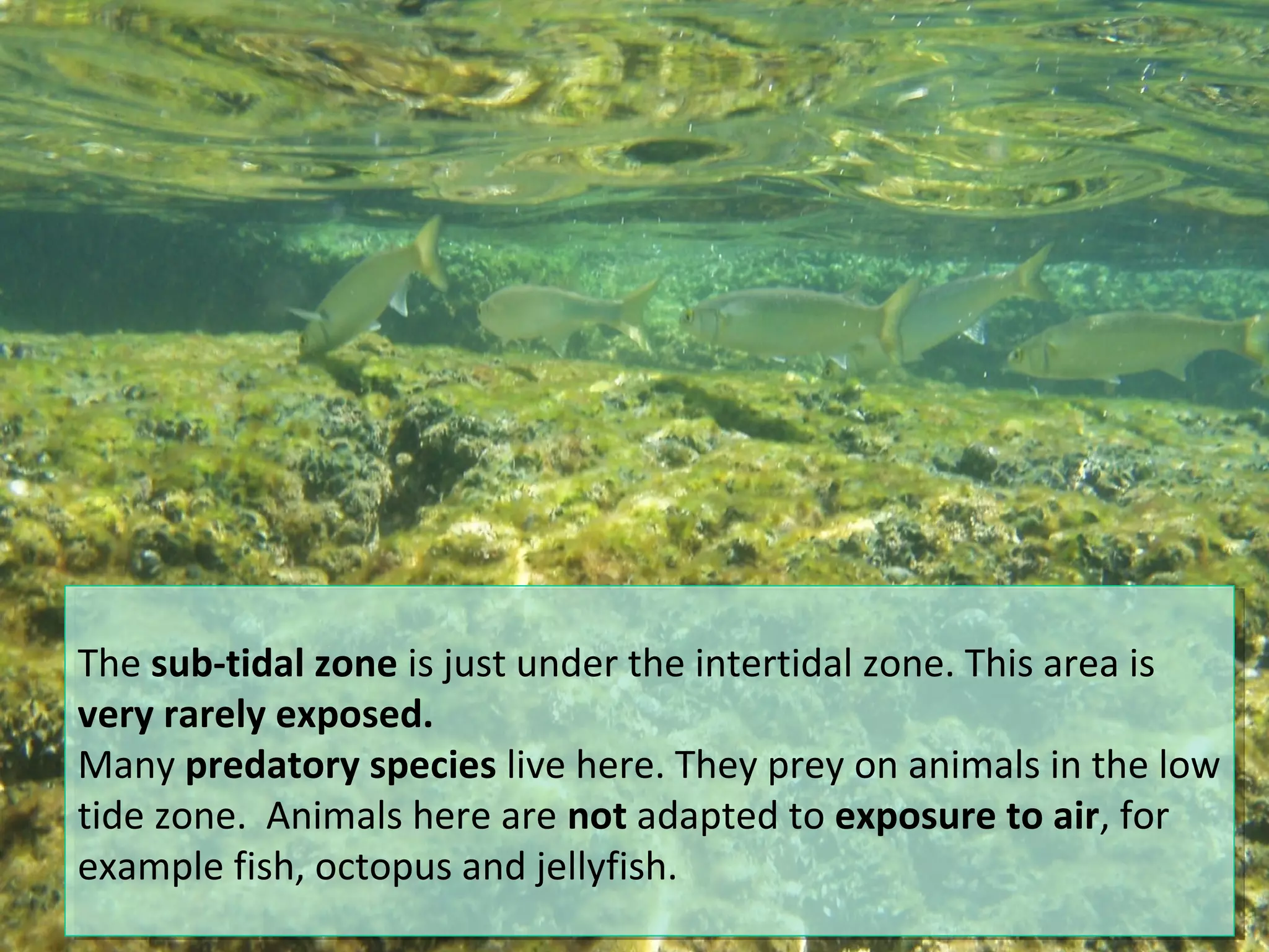 Lecture 6 Intertidal Zones | PPT