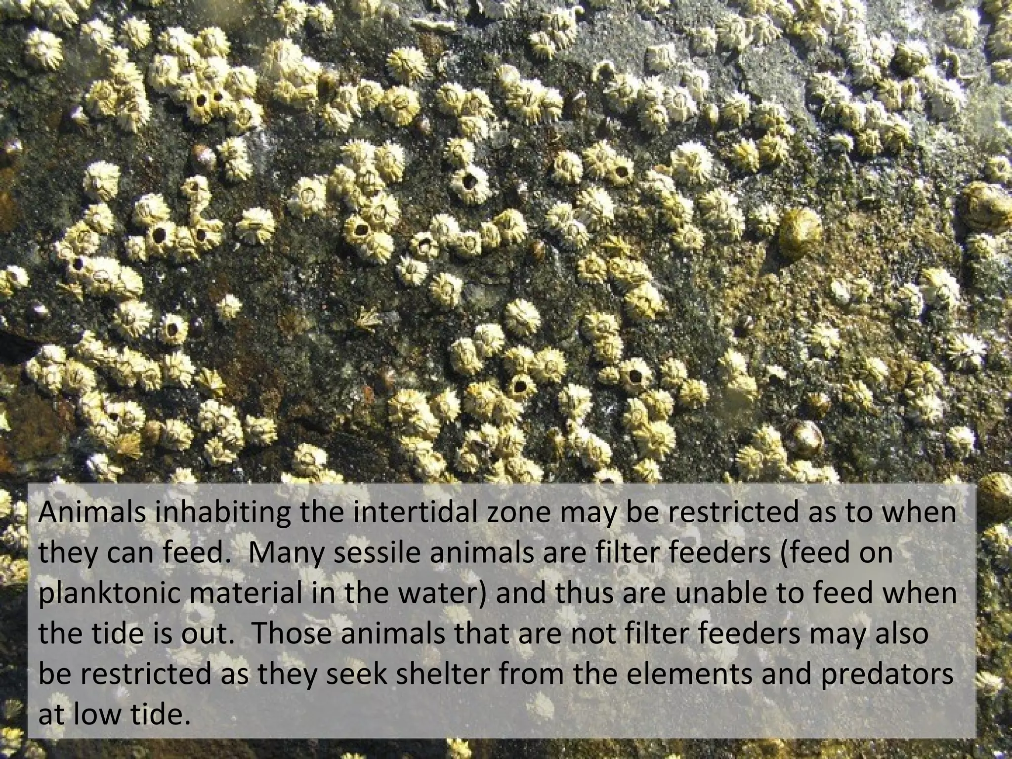 Lecture 6 Intertidal Zones | PPT