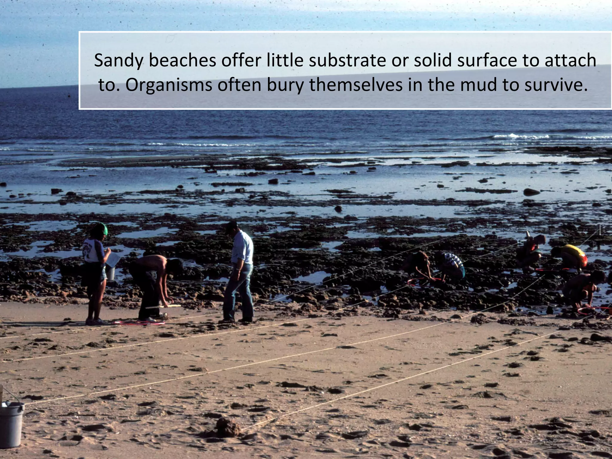 Lecture 6 Intertidal Zones | PPT