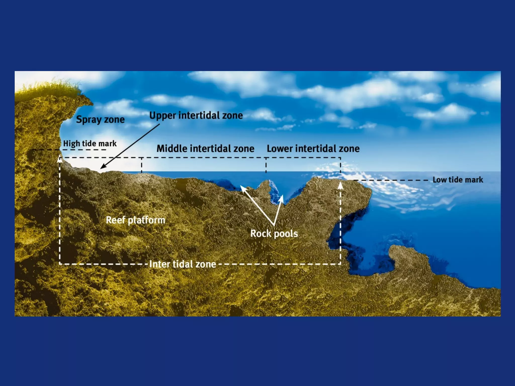 Lecture 6 Intertidal Zones | PPT