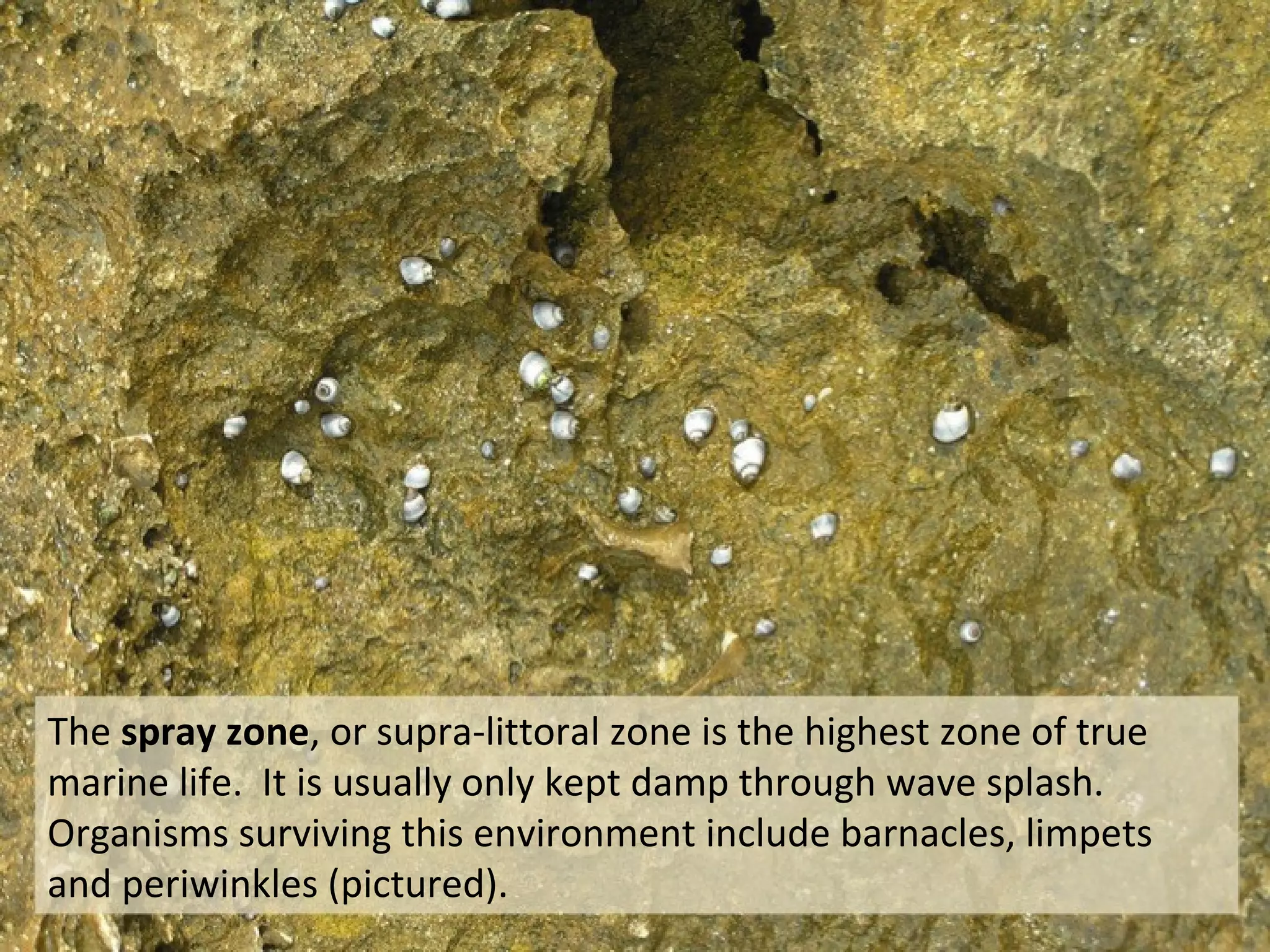 Lecture 6 Intertidal Zones | PPT