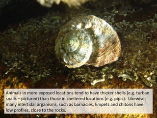Lecture 6 Intertidal Zones | PPT
